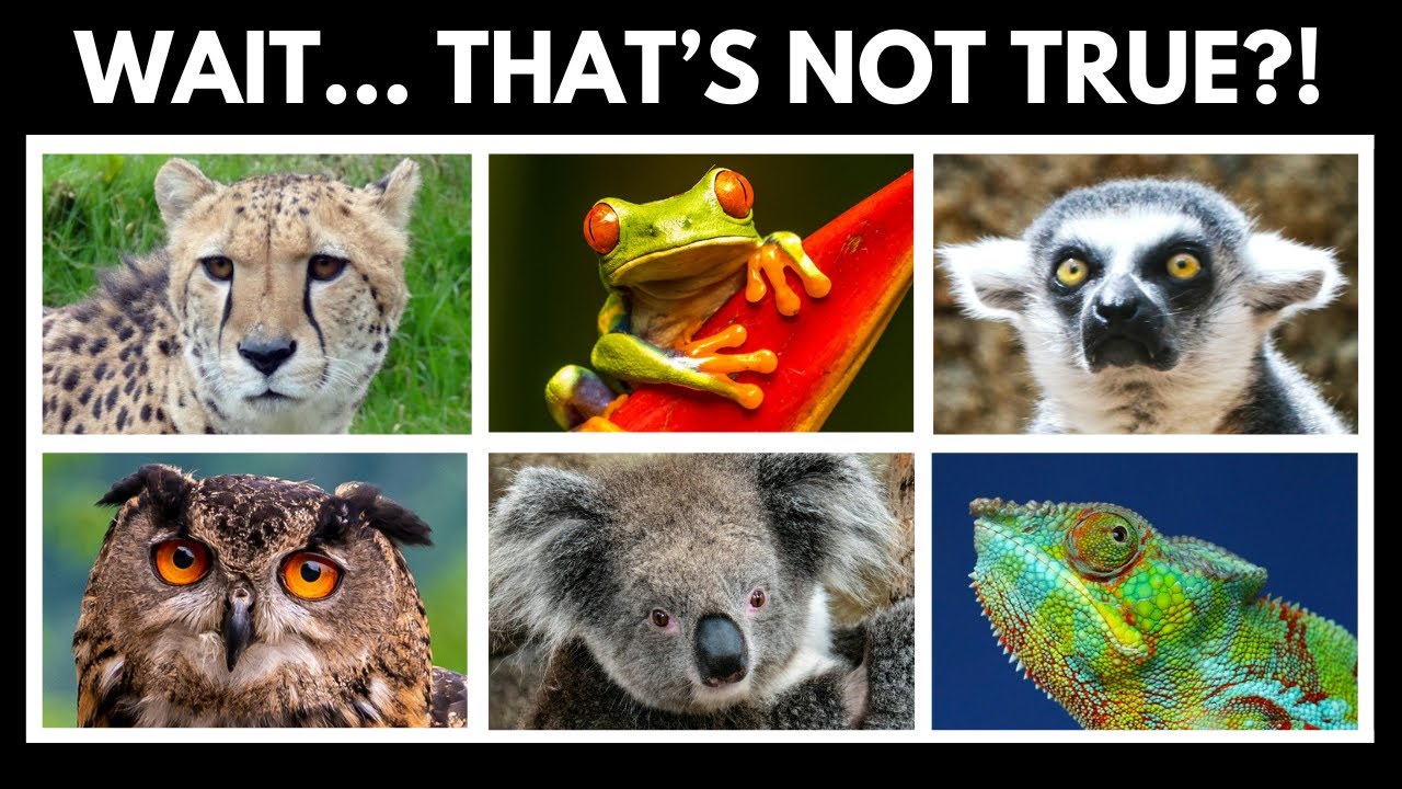 50 Crazy Animal Facts You Won't Believe Are TRUE! - YouTube