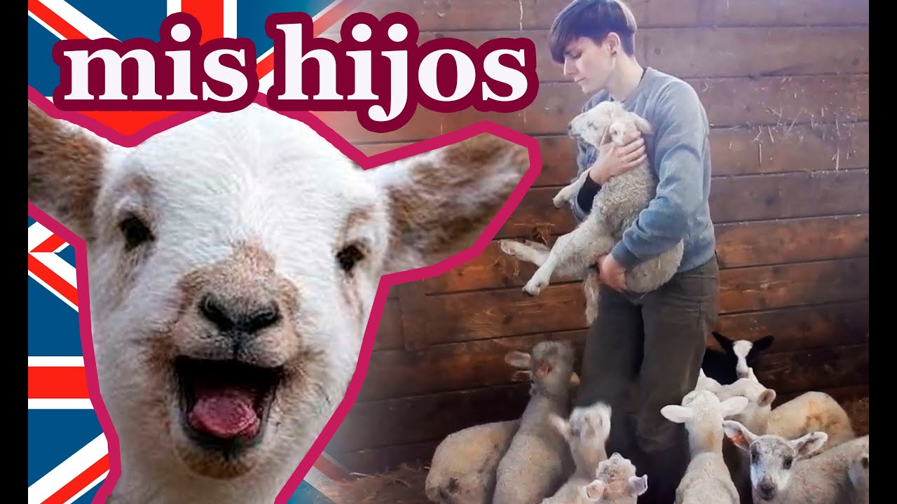 Bebés de oveja beben leche. ¿Cómo cuidar a un ternero? Animales de ...