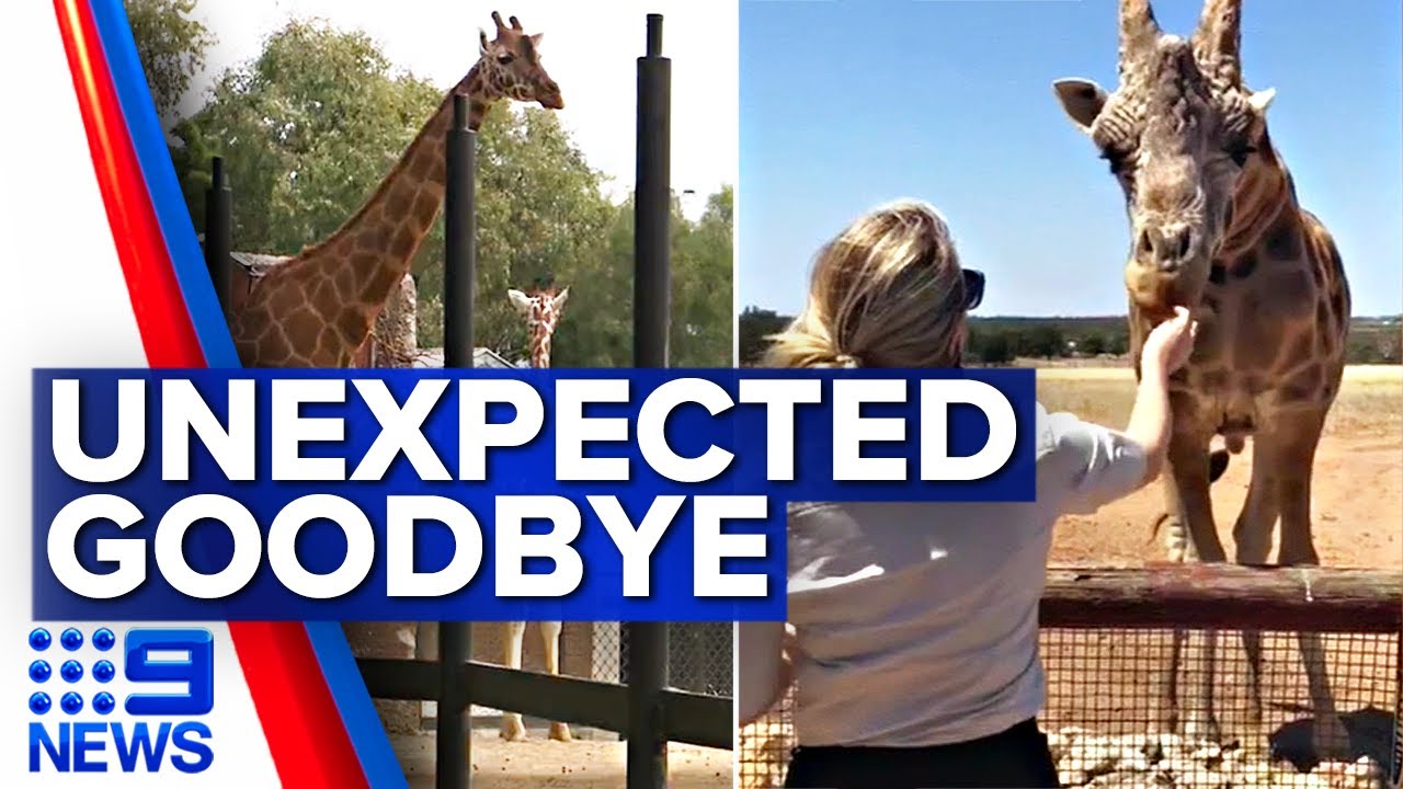 Two giraffes unexpectedly die at South Australian zoo | 9 News ...