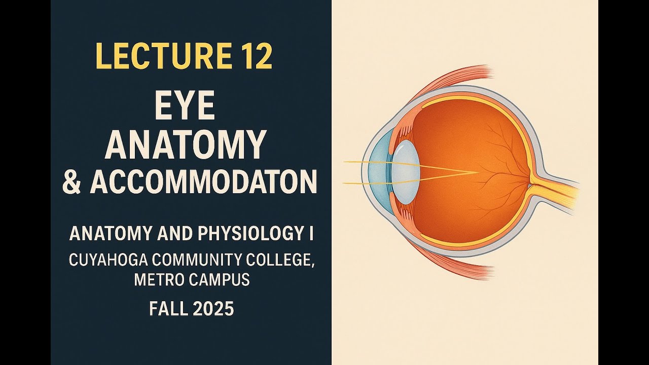 Lecture 12: Eye Anatomy & Eye Accommodation | BIO 2331 Tri-C Anatomy ...