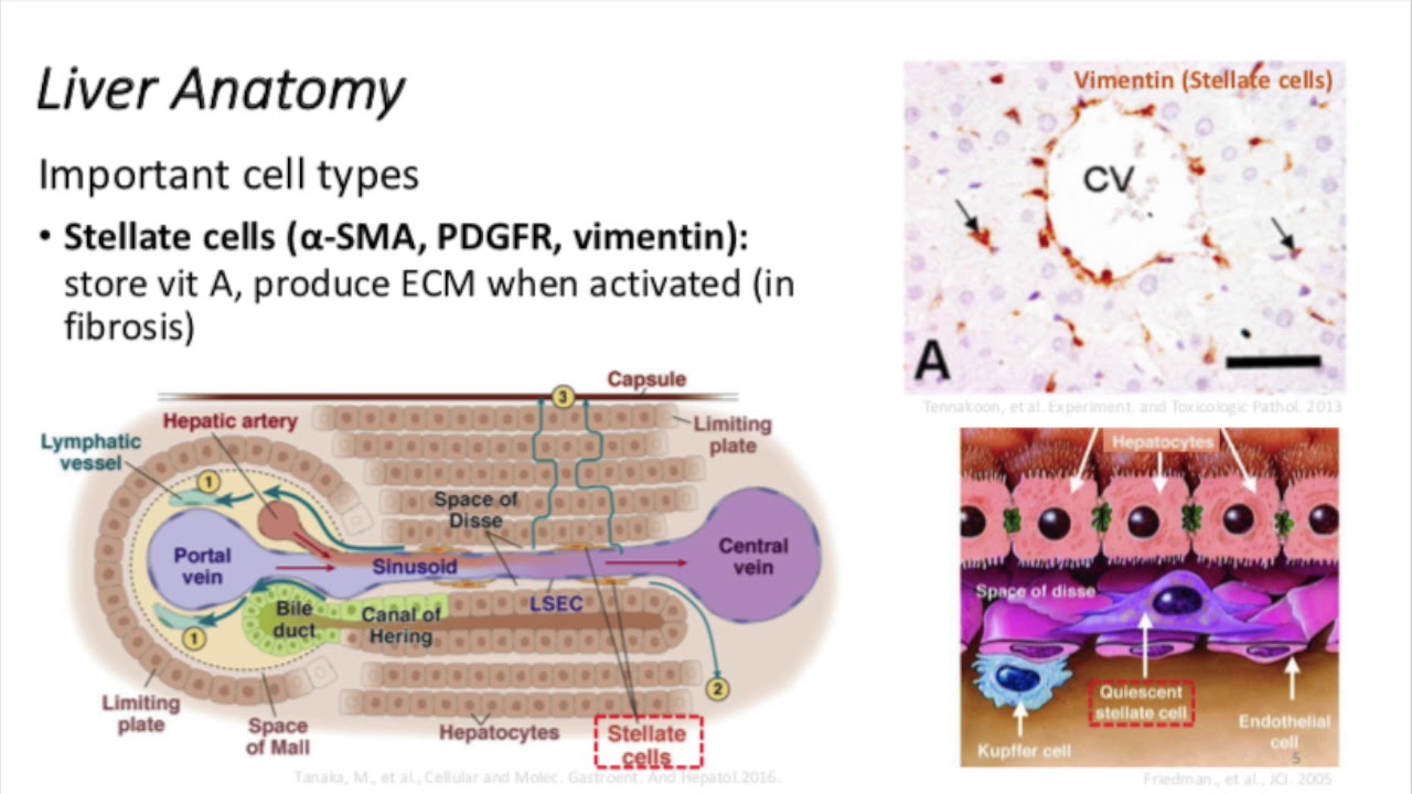 Liver Cells Structure And Function