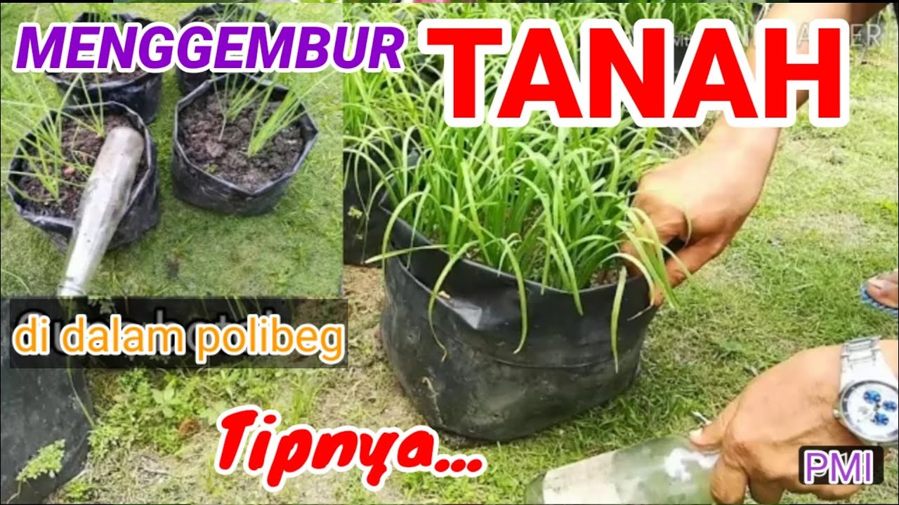 TIP MENGGEMBUR TANAH DI DALAM POLIBEG - YouTube