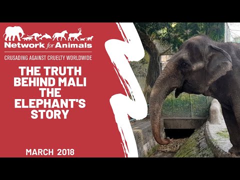 The unexpected truth behind the Mali the Elephant’s story