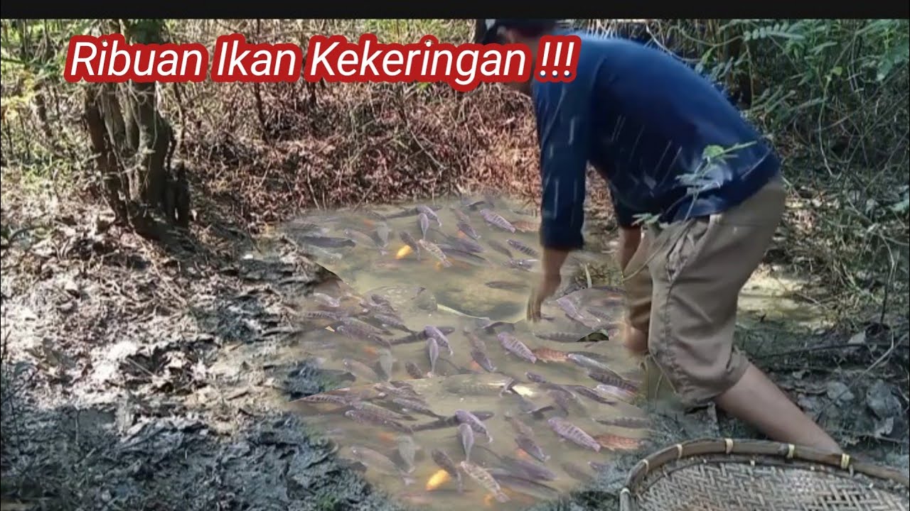 Tak Bisa Berkata-Kata !! Saking Banyak Nya Ikan Terdampar Kekeringan Di ...