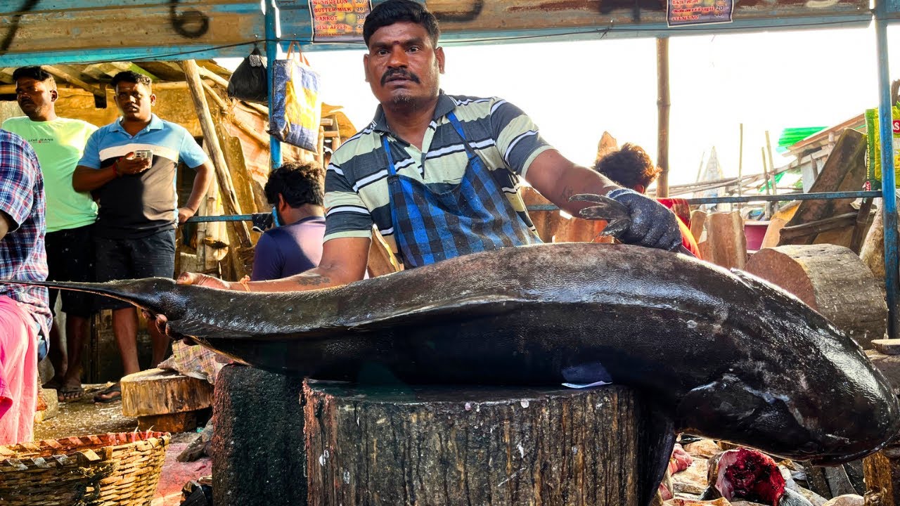 KASIMEDU 67KG BIG GIANT BROWN COBIA KADAVARA FISH CUTTING VIDEO ...