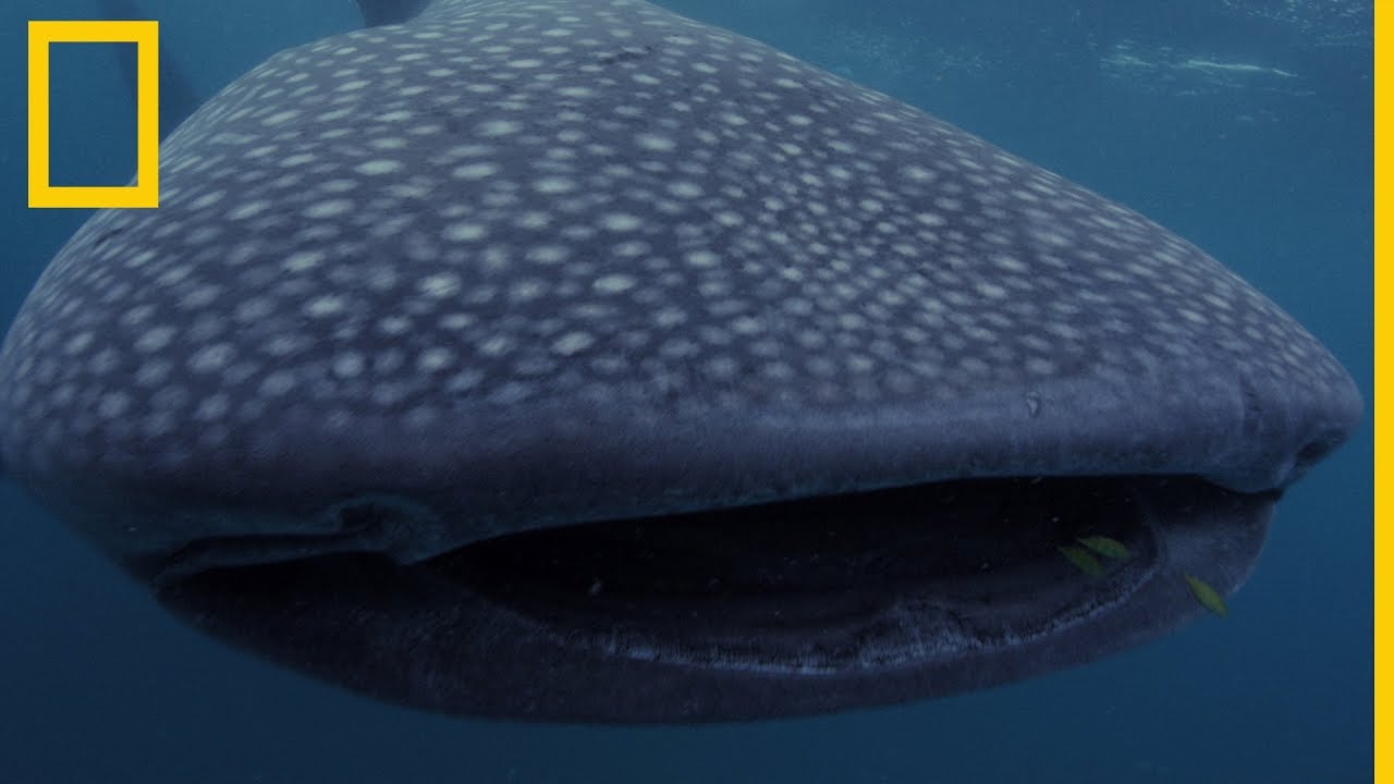 Descubre los cinco grandes tiburones que dominan el mar | National ...