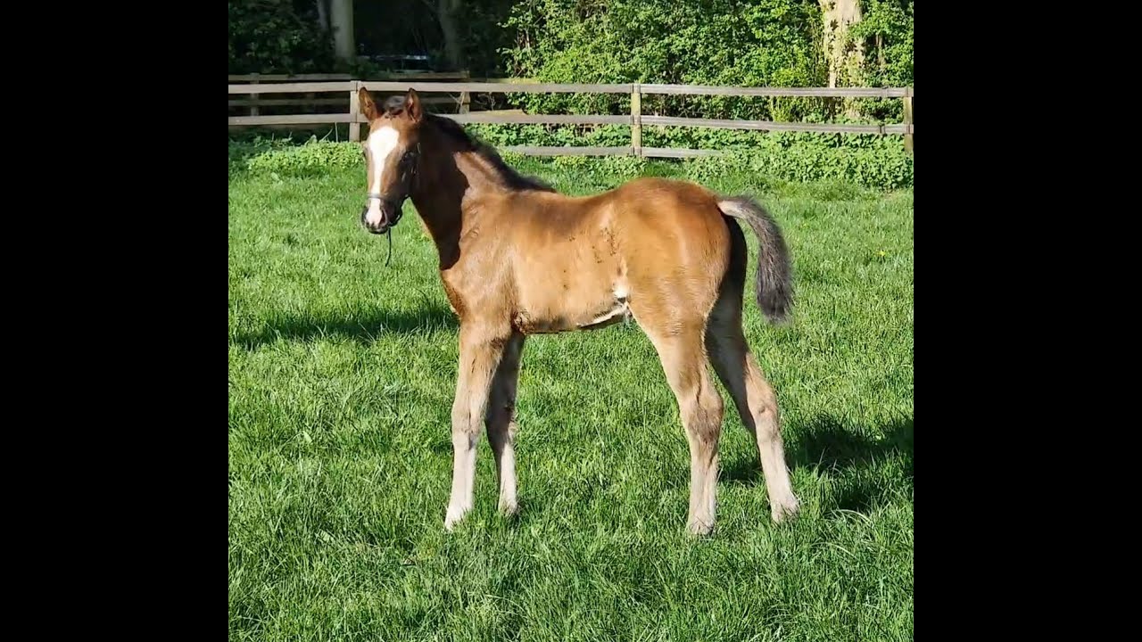 Yearling Filly - Upsilon, Herald 3, Hand in Glove pedigree - YouTube