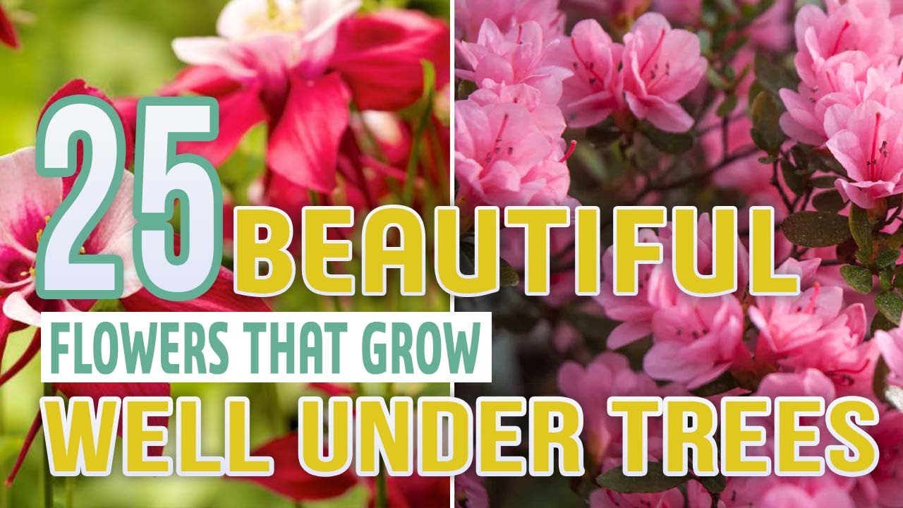 25 Beautiful Flowers That Grow Well Under Trees - YouTube