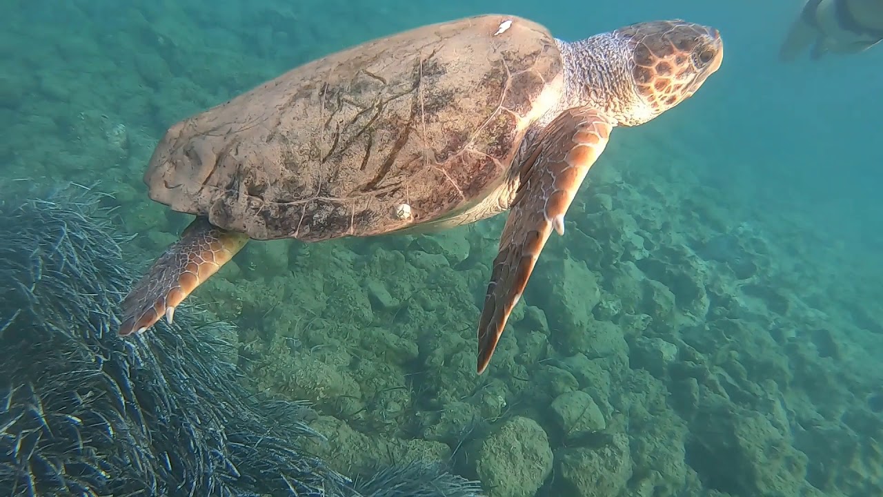 Zante Turtle - YouTube