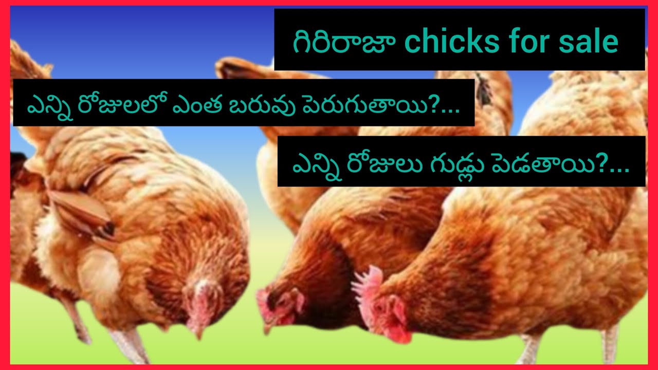 గిరిరాజా chicks /Giriraja chicks /How many days do Giriraja hens lay ...