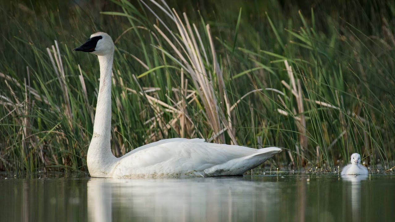 Return of the Swan and More | Nebraska Stories | NET Nebraska - YouTube