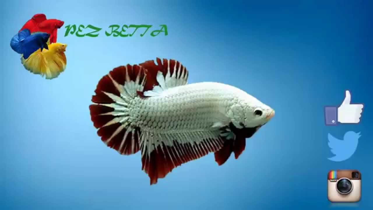 Etapas Del Pez Dragón