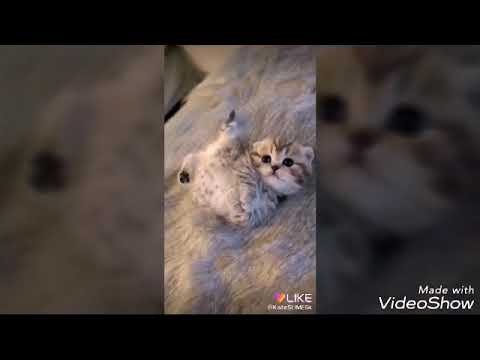 Heyvanlar.Qarişiq video.OH NA NA