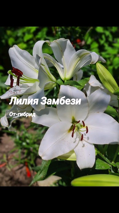Часть8 Лилия Замбези От-гибрид #лилии #лилиивсаду #саднаюге #цветы # ...