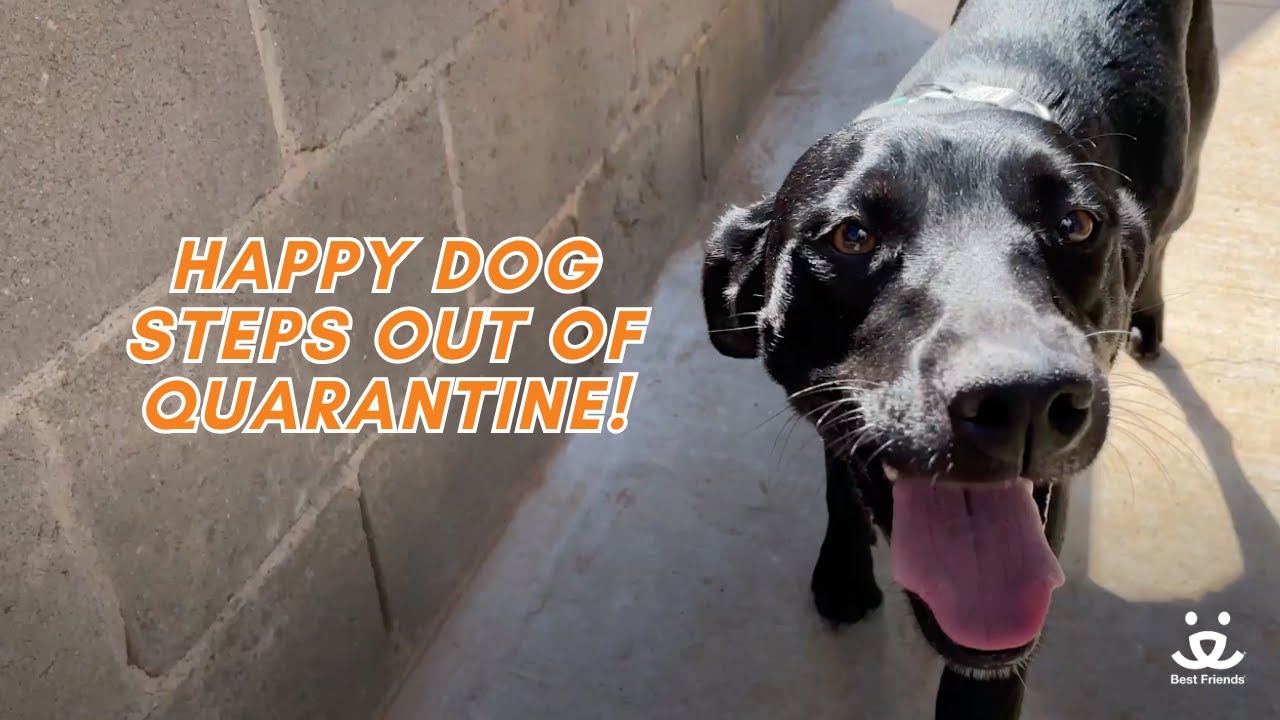 #Dog in quarantine for 257 days steps out for the first time! - YouTube