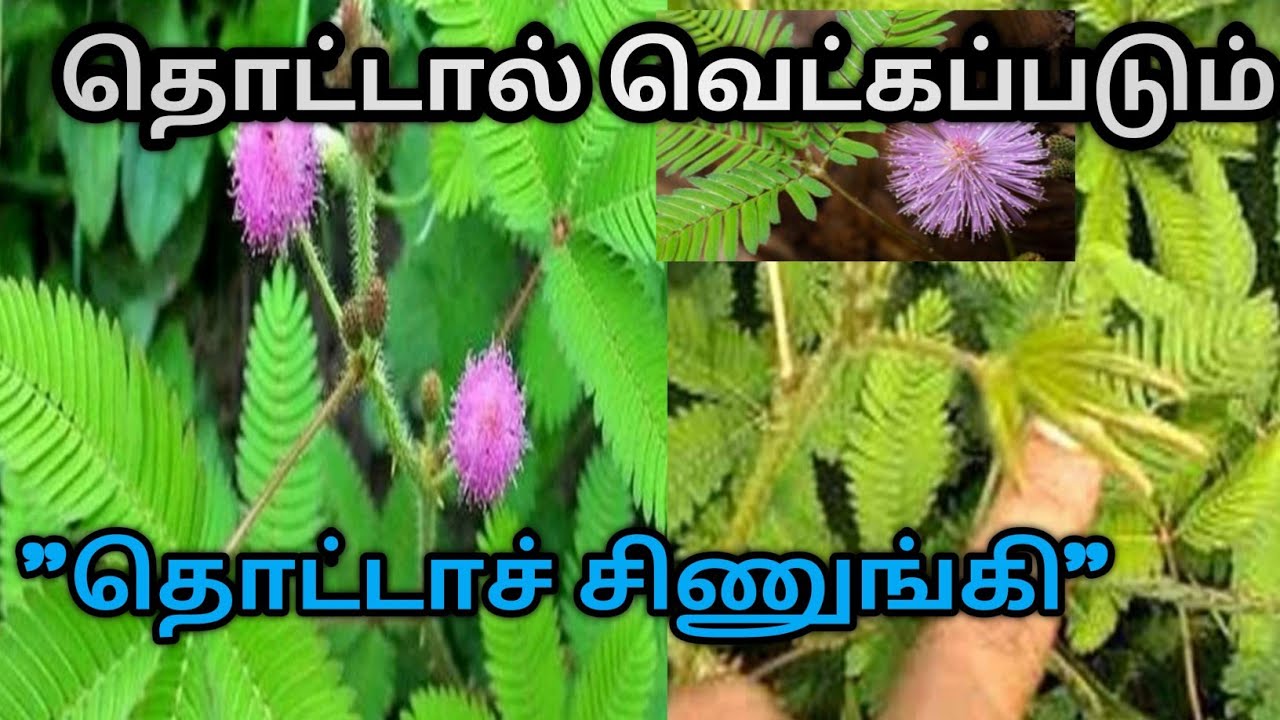 தொட்டால் சிணுங்கி மூலிகைச் செடி . மூளை உணர்வைகொண்டது Touch me not ...
