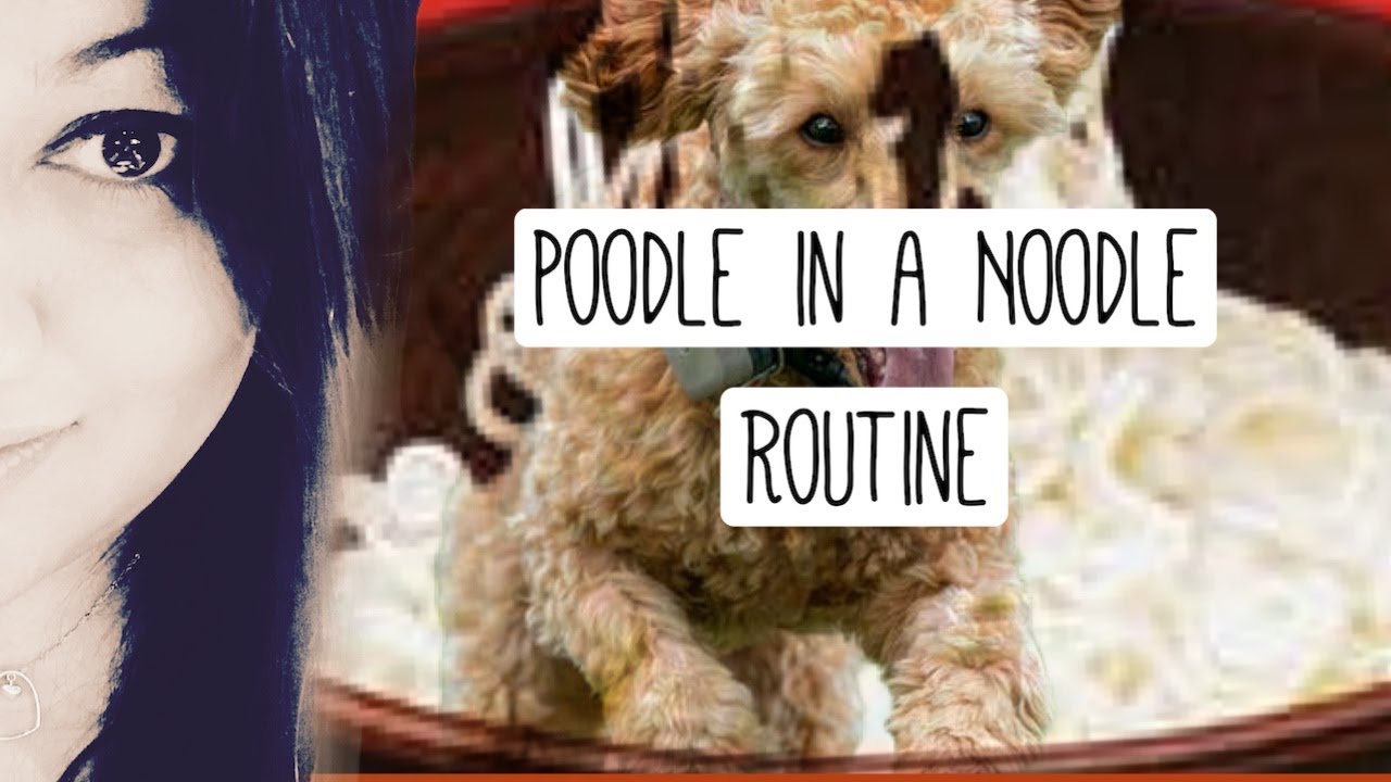 Poodle in Noodle Breath - YouTube