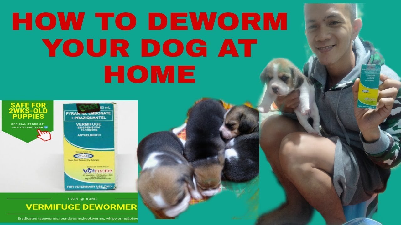 How To Deworm Your Puppy at Home | YhanRech Vlog - YouTube