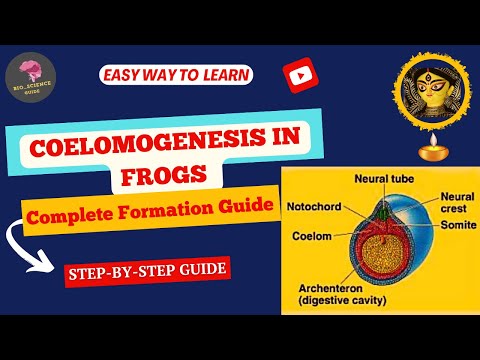 How Does A Molluscan Coelom Develop Embryologically