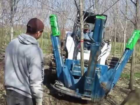 Harvesting trees with our Bobcat S630 and 36" CareTree Spade. - YouTube
