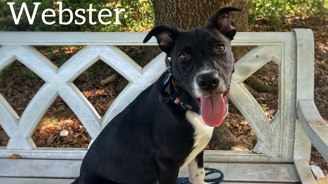 5mo Mixed Breed (Webster) | Community K9 | Best Dog Trainers in Florida ...