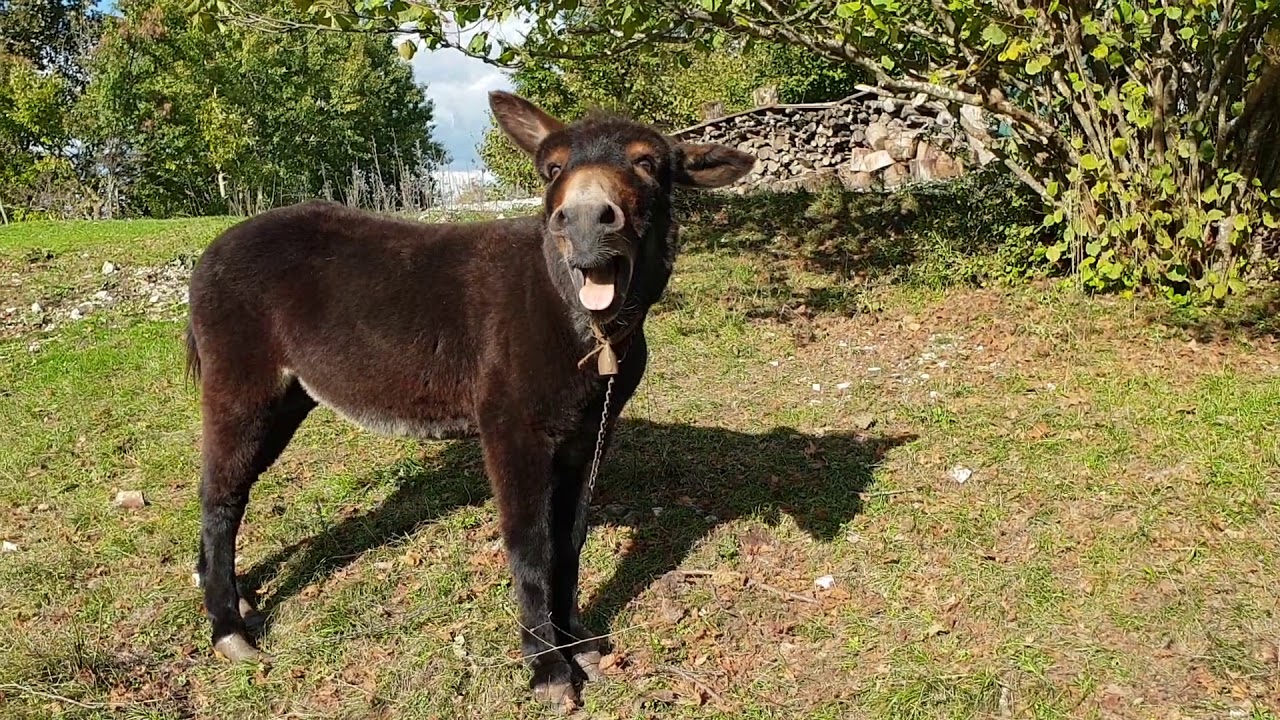 DONKEY Sound - YouTube