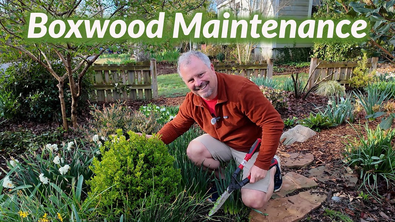 Ornamental Boxwood Shrubs