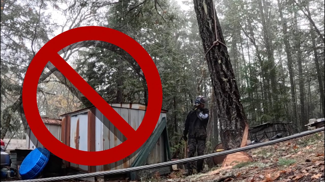 Mastering Back-Leaning Tree Felling: Tips to Stay Calm and Safe - YouTube