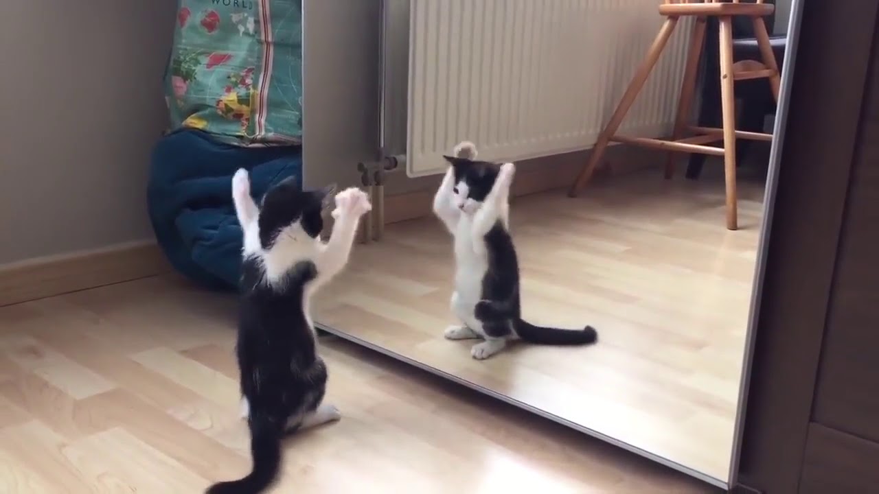 FUNNY VIDEOS 2018 - FUNNY CHINESE CAT VIDEO - WHATSAPP VIDEO - YouTube