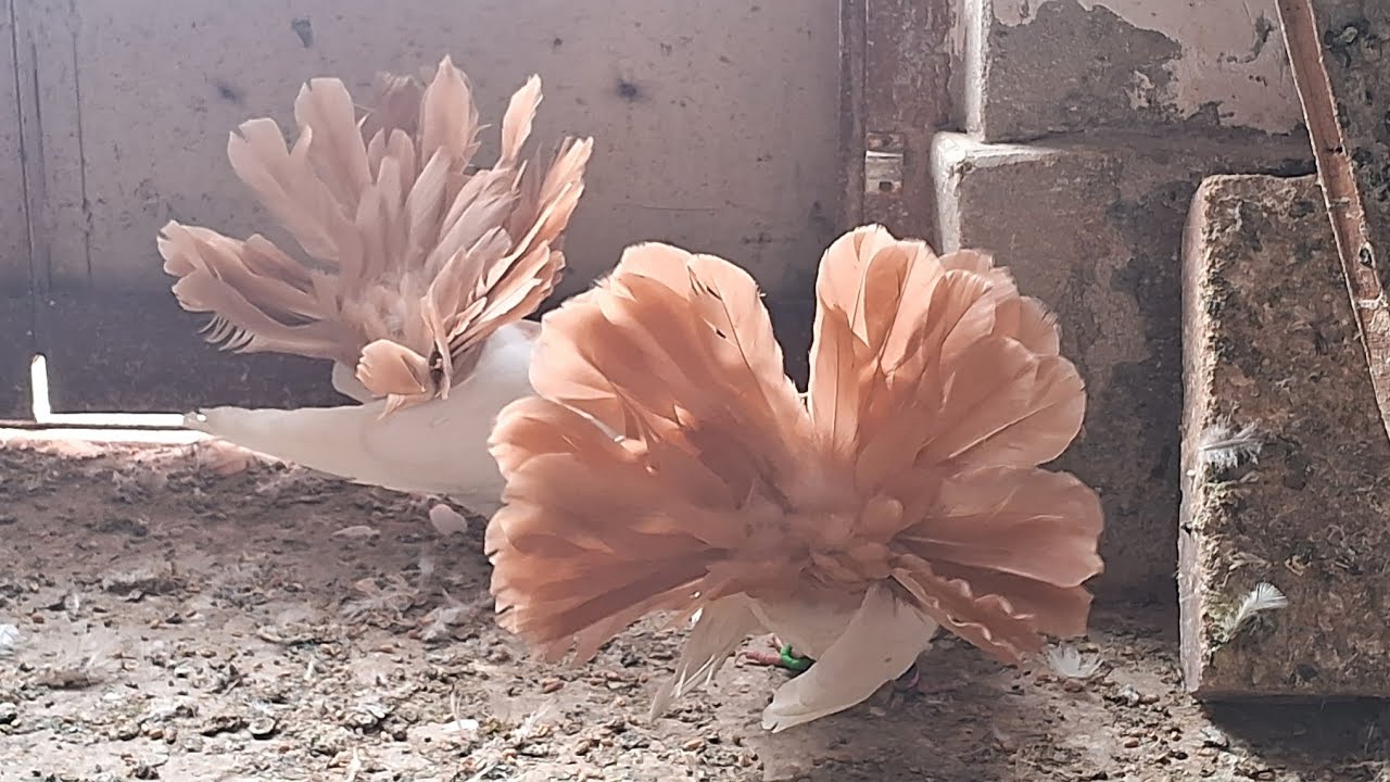 yellow tailmark, fantail, white FANTAIL, LAKKA, LAHORI, MUKHI, Lucknow ...