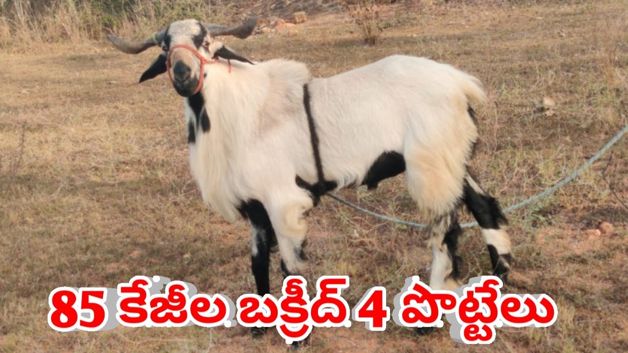 BIGGEST BAKRA BAKRID 7993677335 పెద్ద పొట్టేలు బక్రీద్ FOR SALE - YouTube