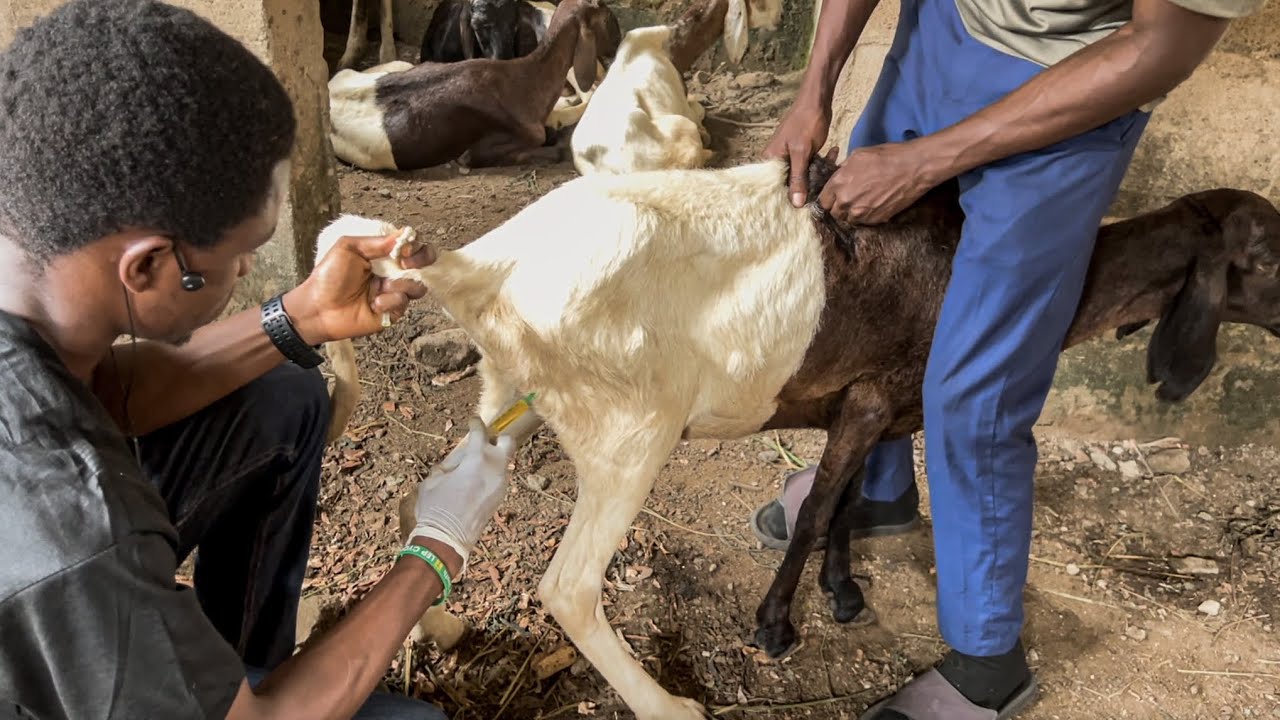 Young Vet Doctor Treating My Farm Goats, Ram And Sheep - YouTube