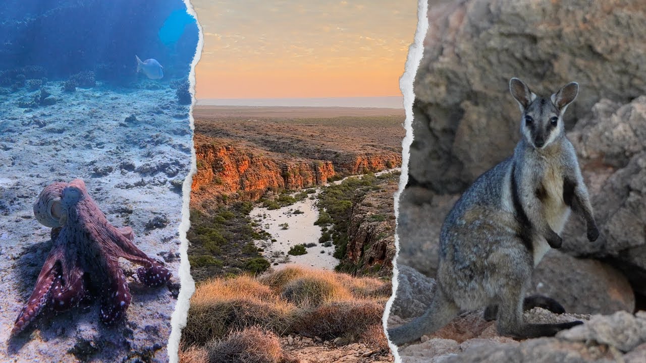 CAPE RANGE NATIONAL PARK is incredible! (Turquoise Bay, Oyster Stacks ...