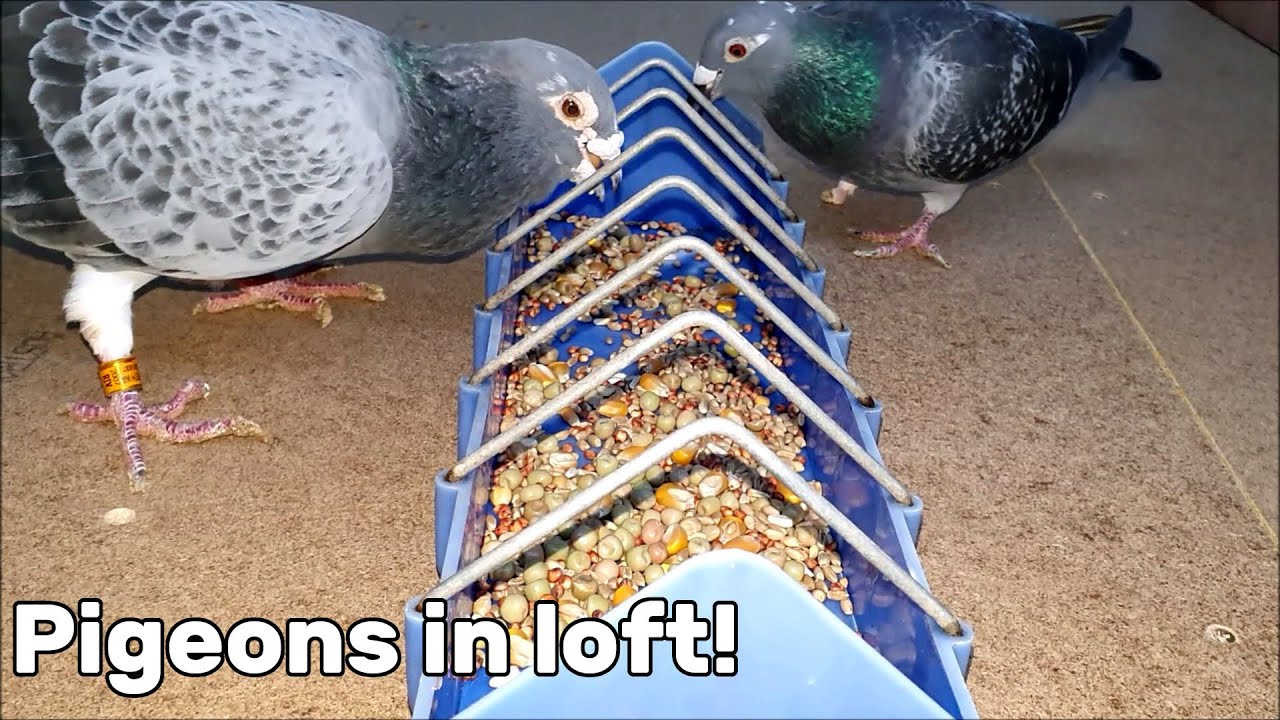 First pigeons in my new loft! - YouTube