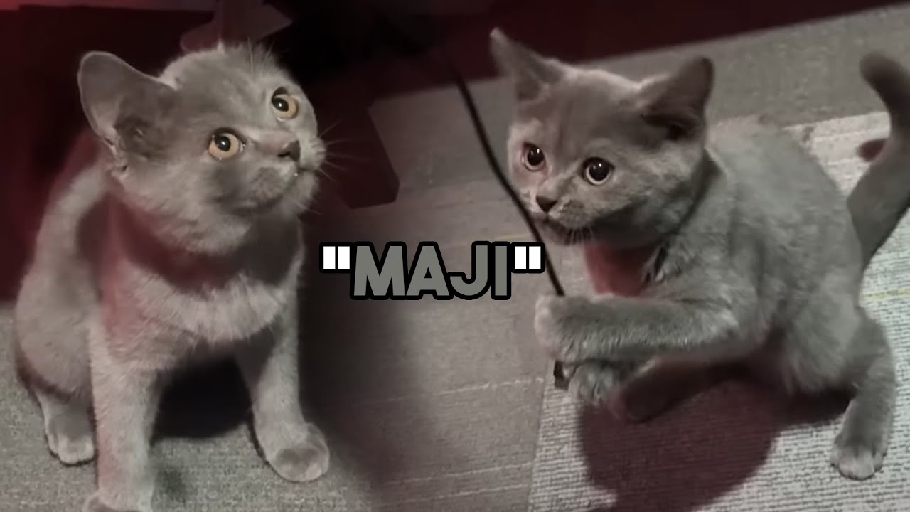 Kenalin Kucing Baru Gue! This Is The Real MAJI ! - YouTube