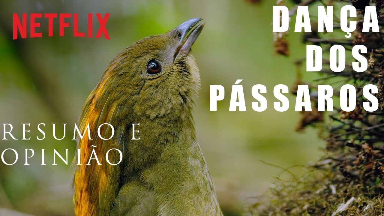 Dança dos pássaros / Documentário Netflix - Resumo e Opinião - YouTube