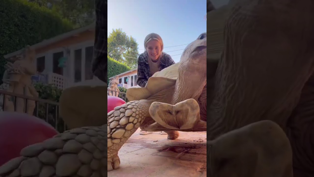 Morning in the life of Tiptoe the tortoise 🐢💕🌸 - YouTube