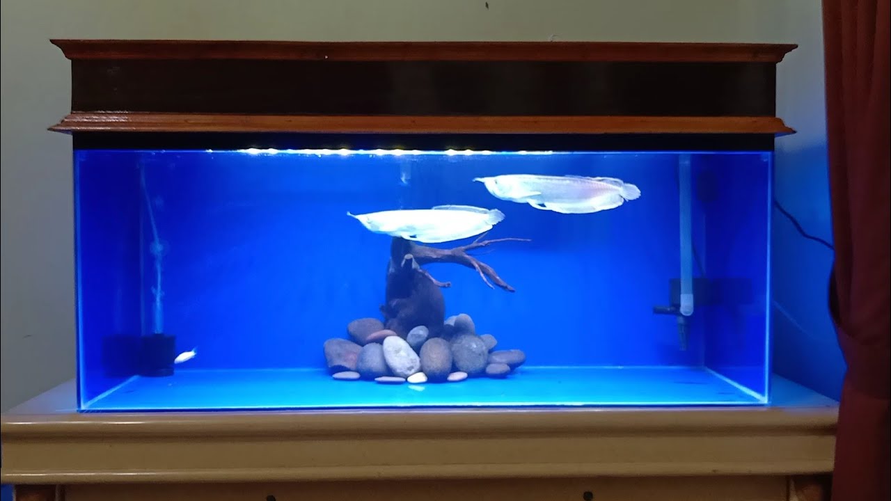 [ Arwana silver ] background biru - YouTube