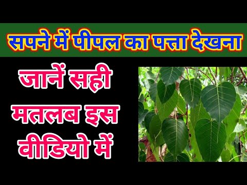 सपने में पीपल का पत्ता देखना, sapne me pipal ka patta dekhna - YouTube