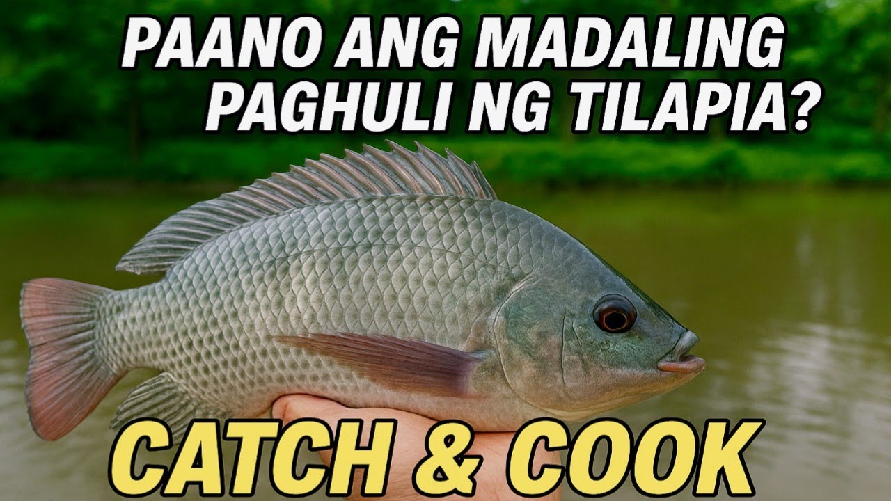 How to catch Tilapia easily? @Moboanojourney - YouTube