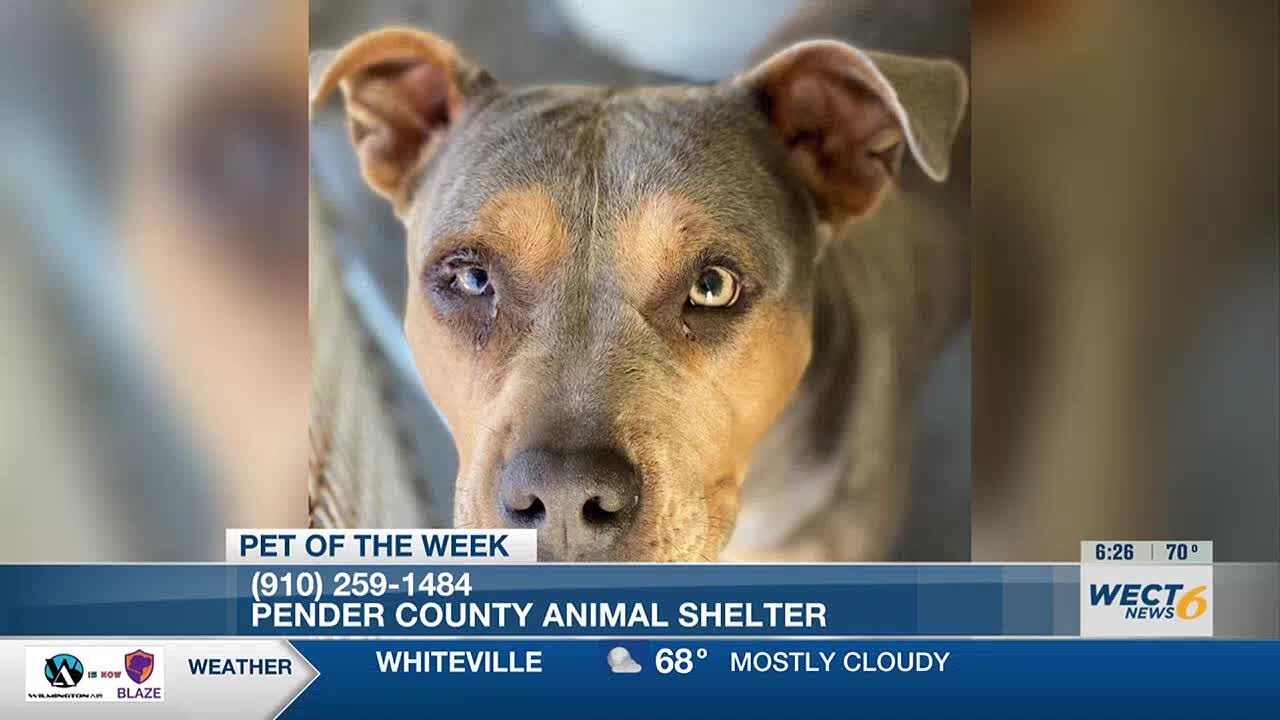 Pet of the Week: Unnamed pit bull terrier from the Pender Co. Animal ...