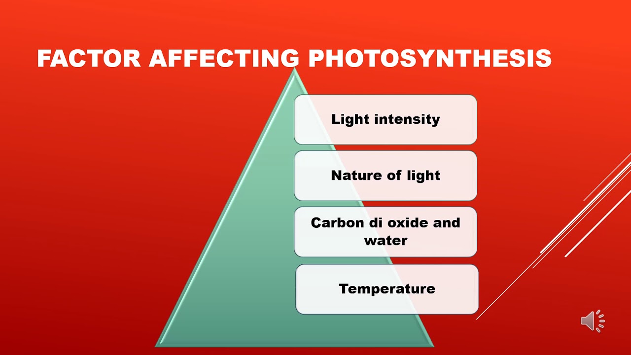 Photosynthesis class 7 YouTube photosynthesis-class-7-youtube