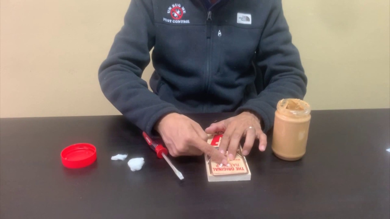 How to Set Up a Mouse Trap in 3 Easy Steps - YouTube