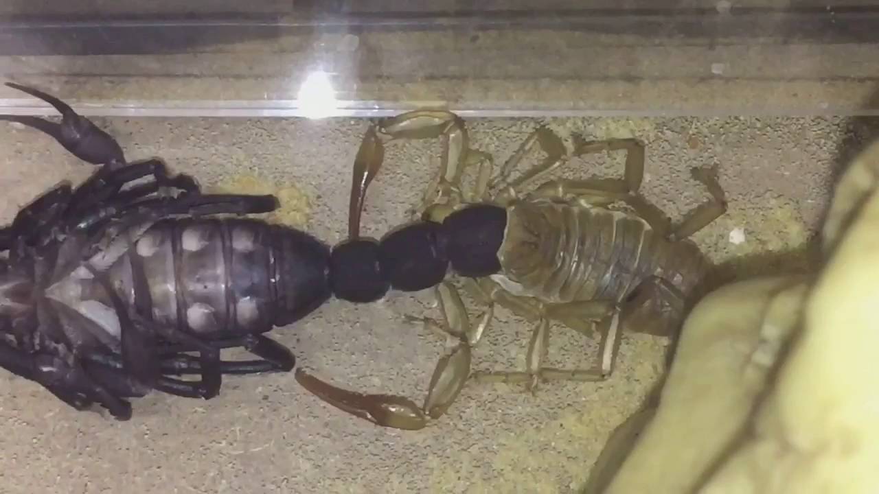 Androctonus Crassicauda. Arabian Fat Tail Scorpion. Moulting Process ...