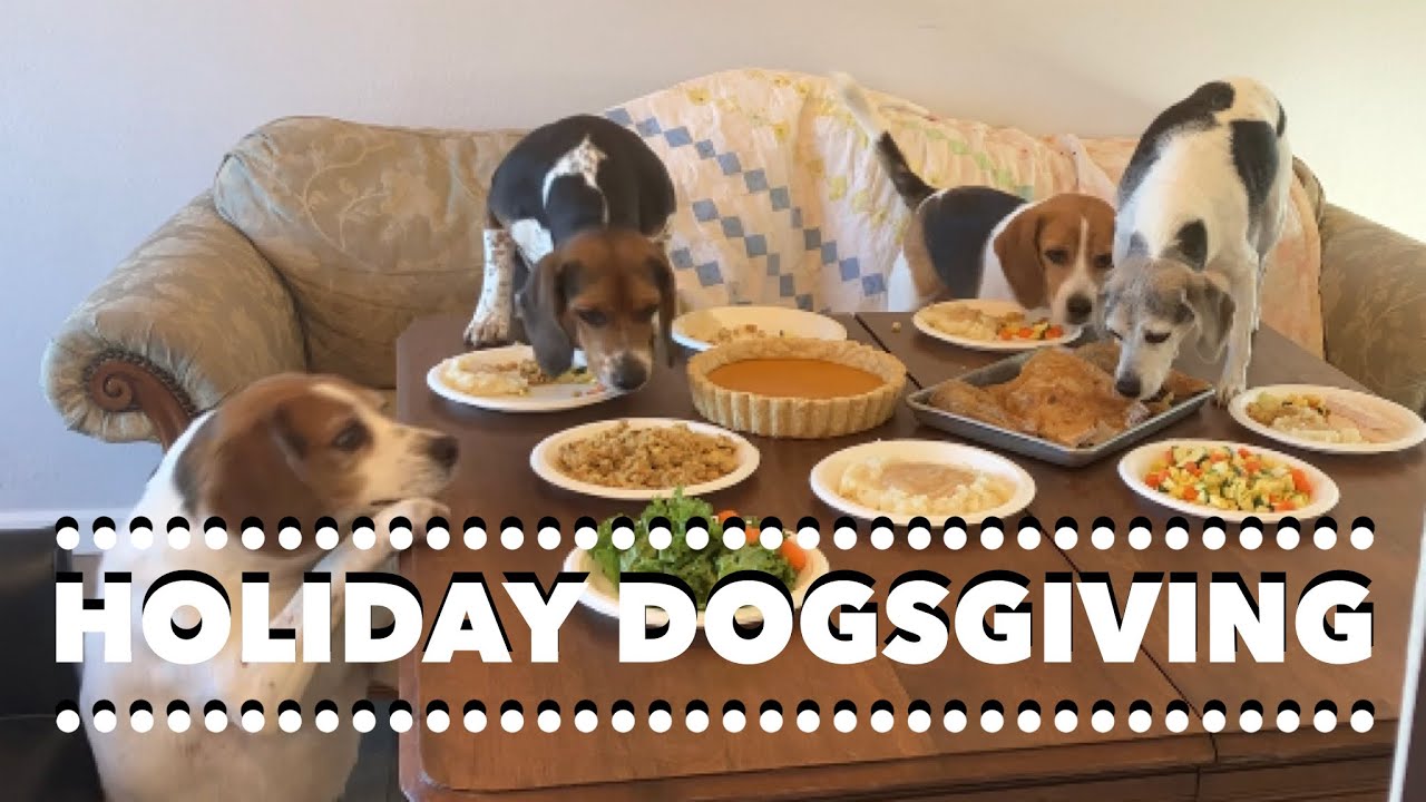 Grateful Feast Thankful For Dogs - YouTube