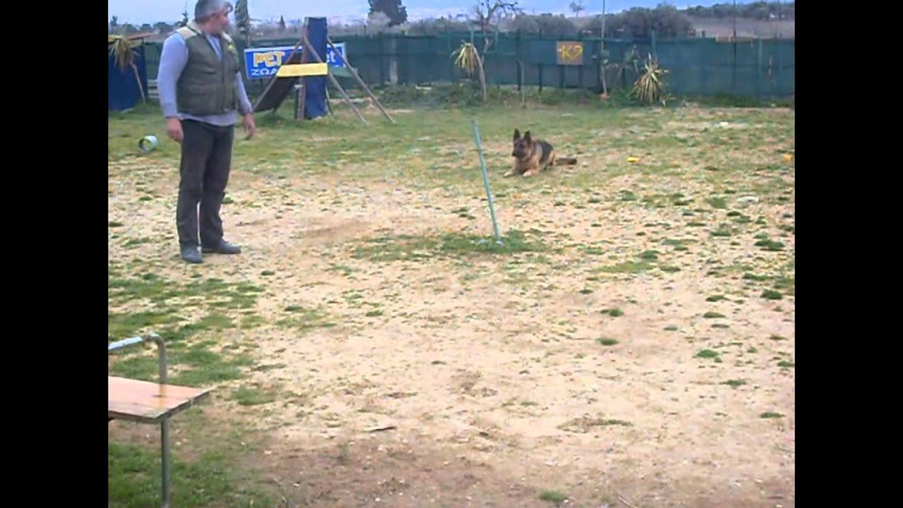 εκπαιδευτης σκυλων θεσσαλονικη - YouTube