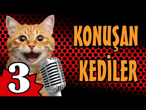 Konuşan Kediler 3 - En Komik Kedi Videoları