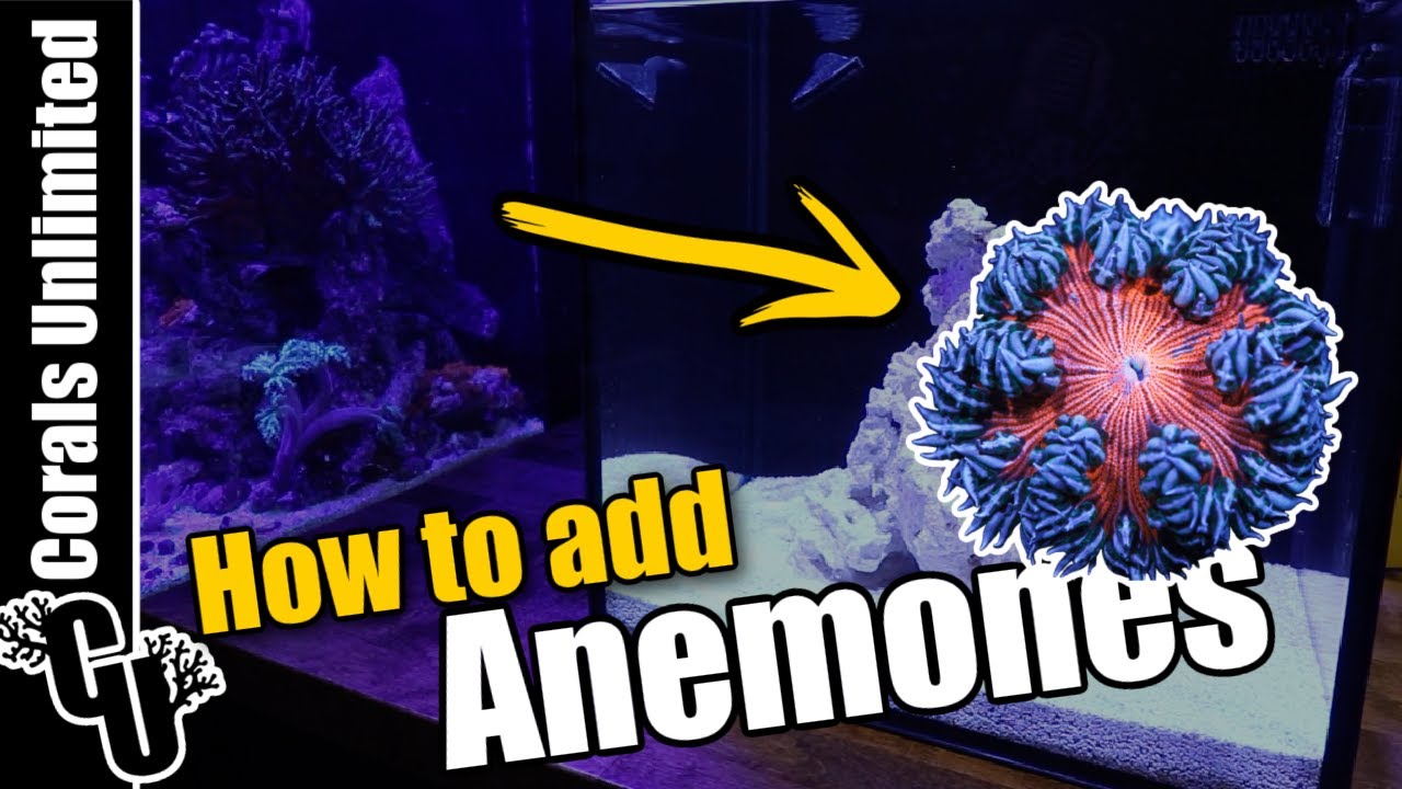 Adding Anemone to a Nano Reef Tank - YouTube