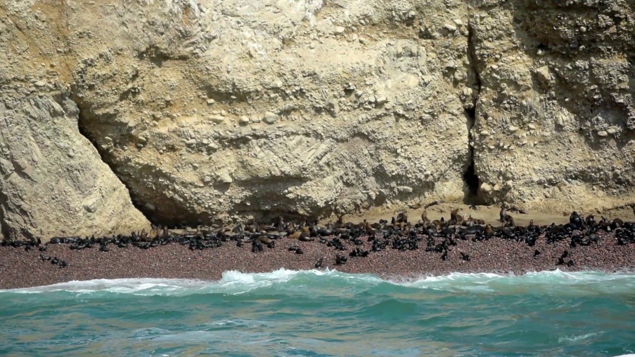 Peru: Islas Balestas, Paracas - YouTube