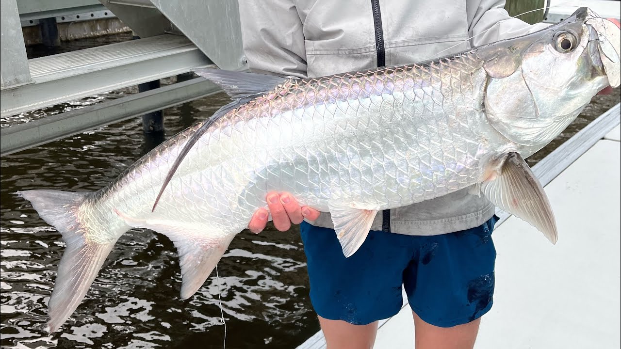 Winter time monster Tarpon on the NLBNK-tails absolutely insane bites ...